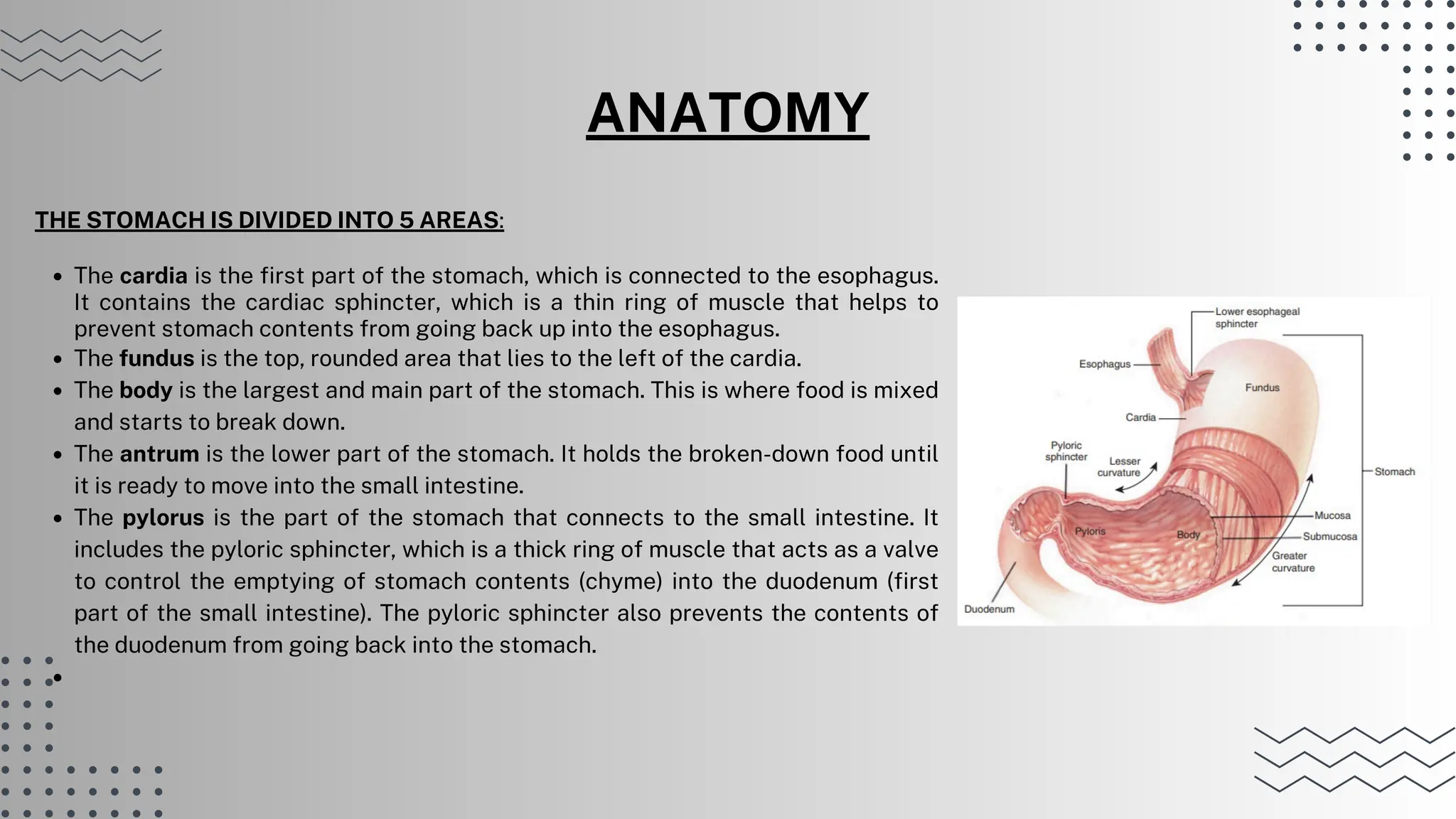 Barium Meal procedure in radiology department | PDF
