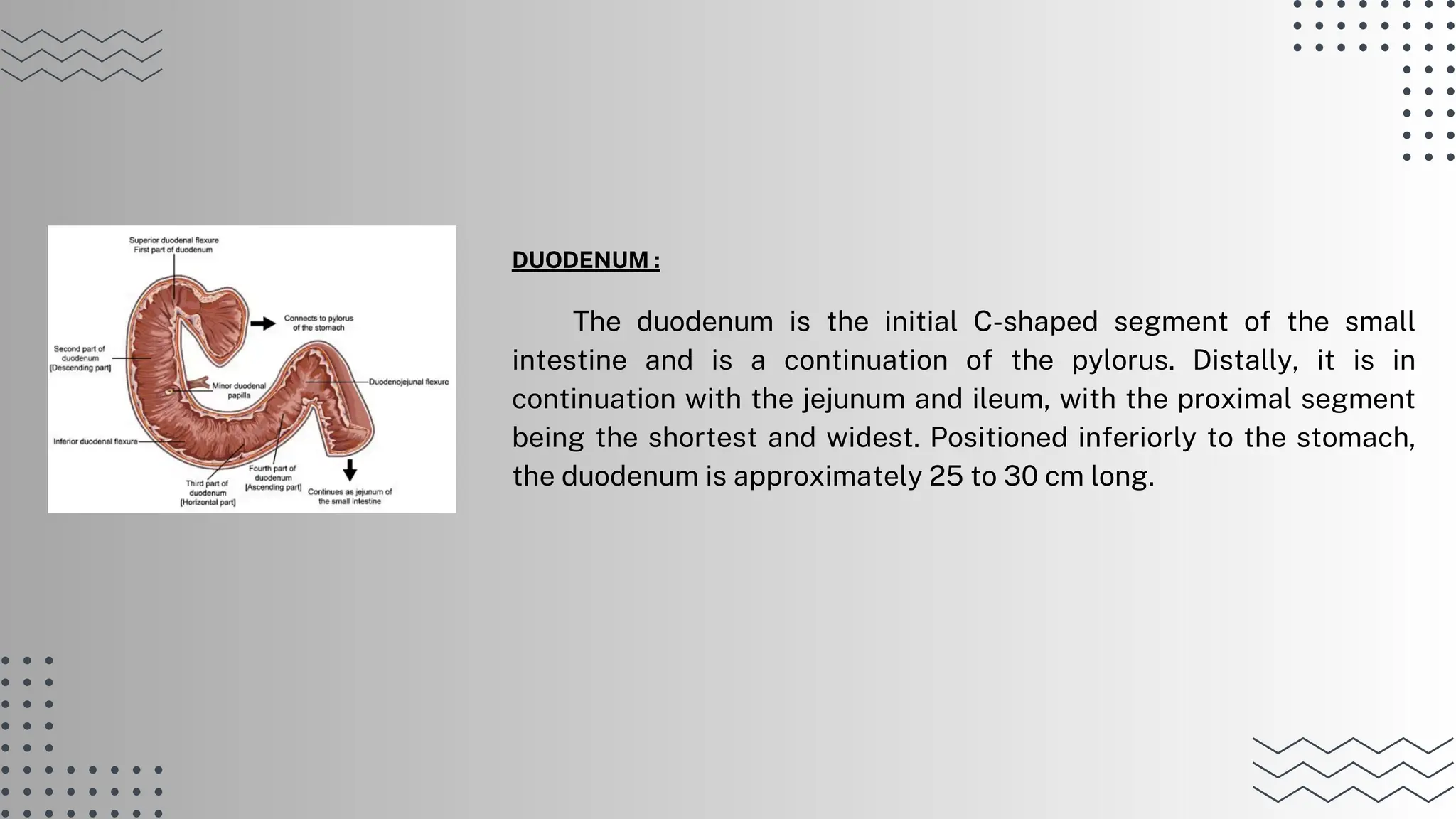 Barium Meal procedure in radiology department | PDF