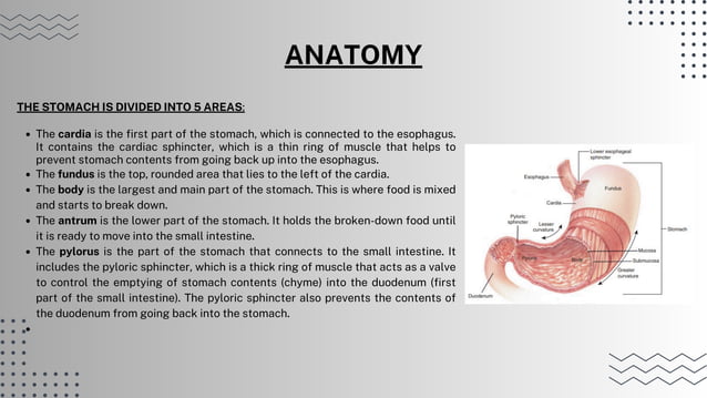 Barium Meal procedure in radiology department | PDF | Digestive ...