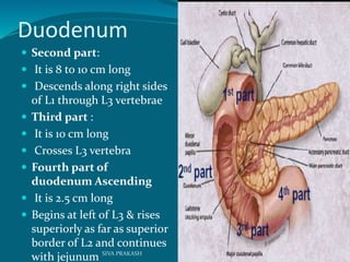 Barium meal follow through | PPTX