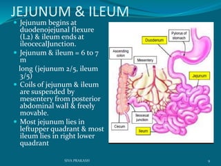 Barium meal follow through | PPTX