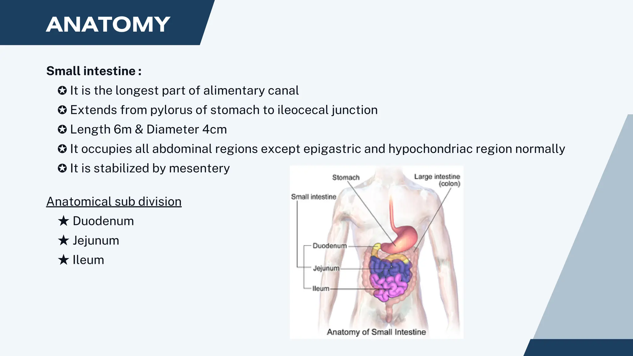 Barium meal follow through procedure in radiology department | PDF