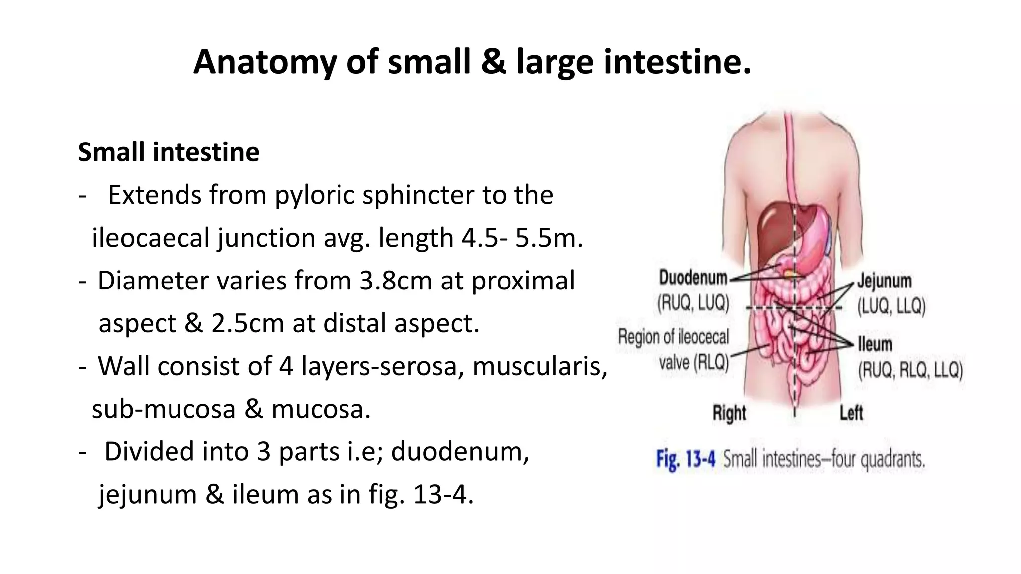 Barium meal follow through (BMFT), Enteroclysis and Barium enema (BE ...