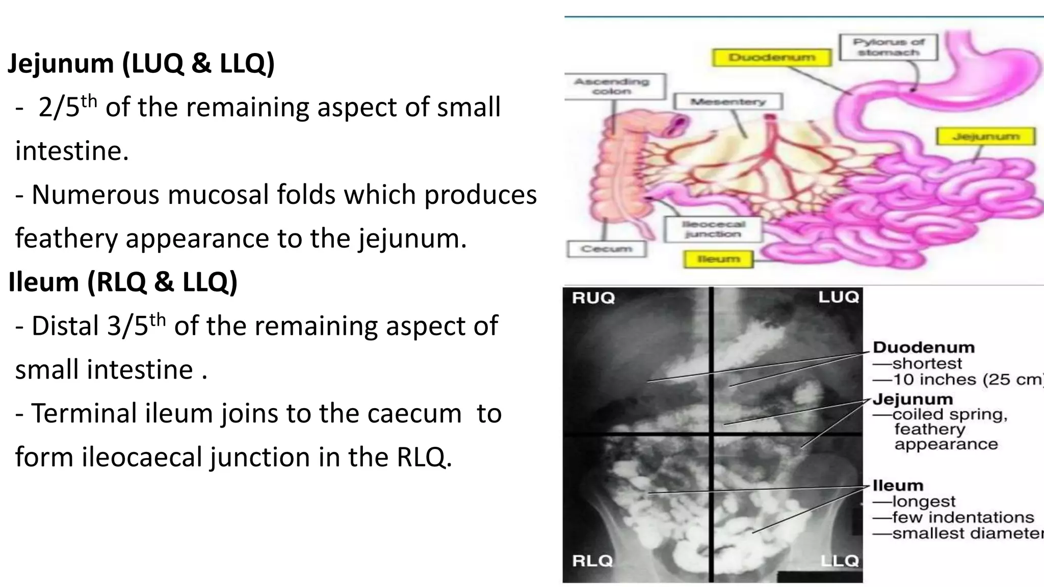 Barium meal follow through (BMFT), Enteroclysis and Barium enema (BE ...