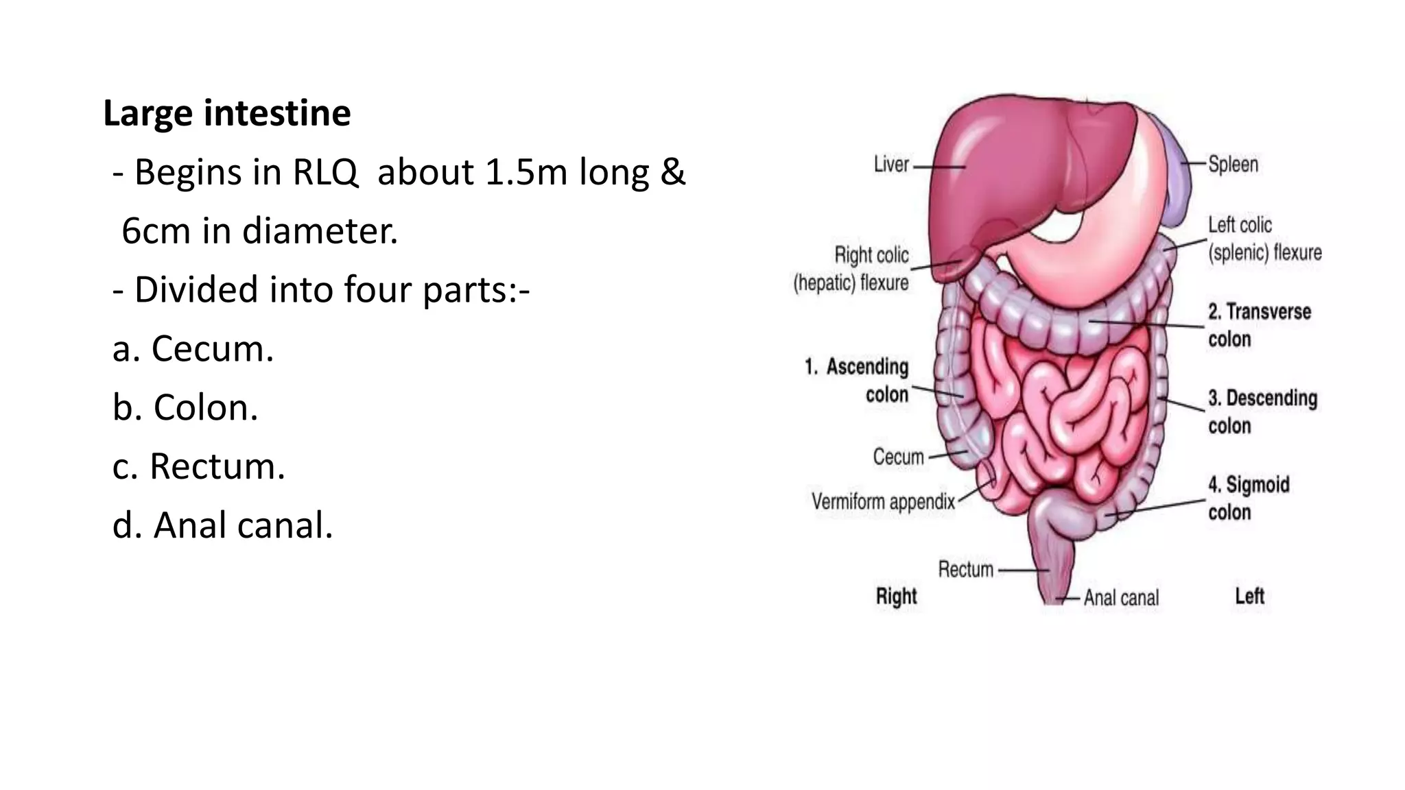 Barium meal follow through (BMFT), Enteroclysis and Barium enema (BE ...