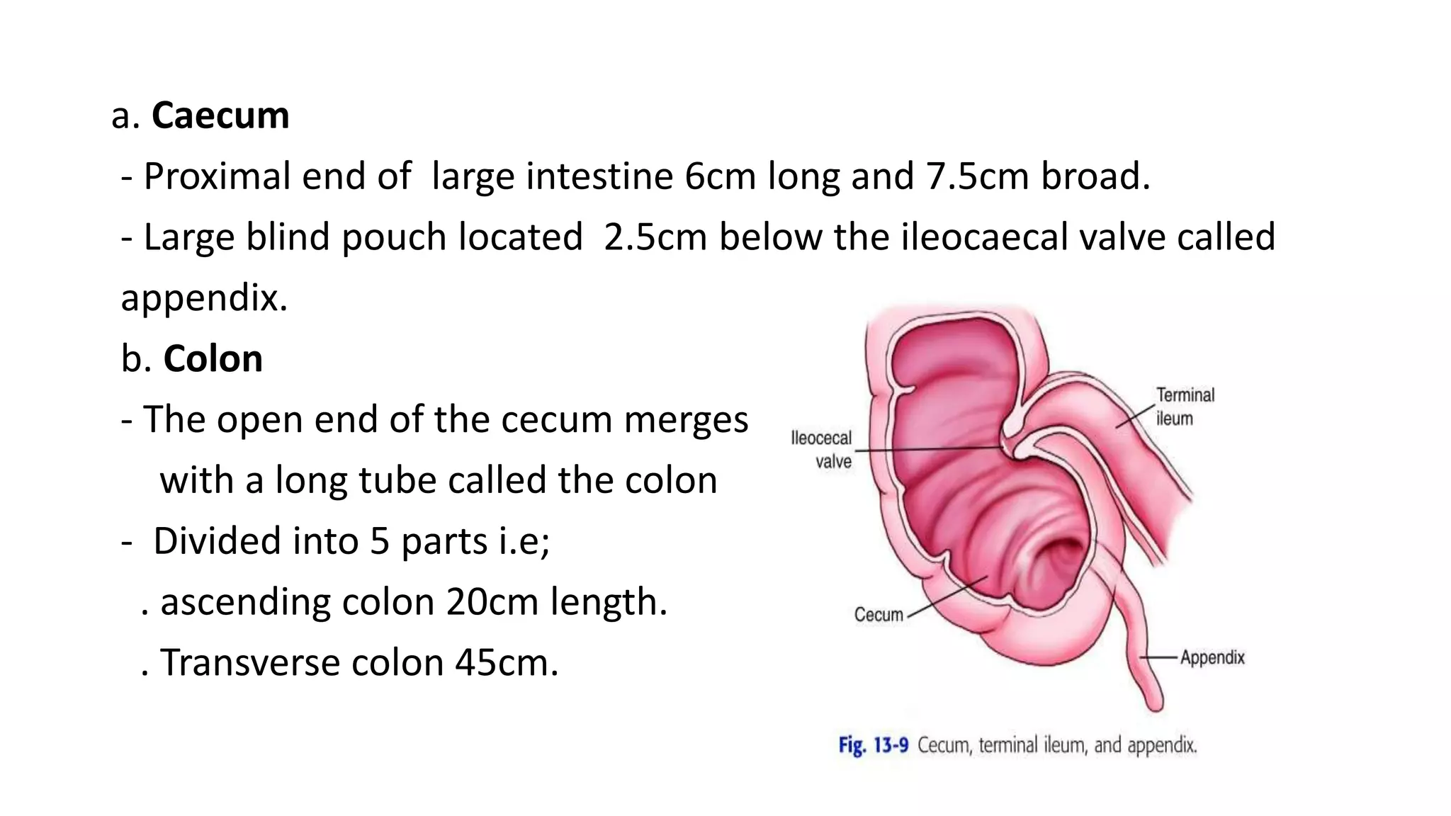 Barium meal follow through (BMFT), Enteroclysis and Barium enema (BE ...