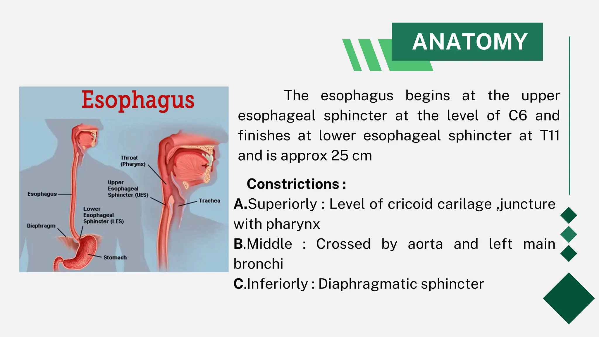 Barium Swallow procedure in radiology department | PDF