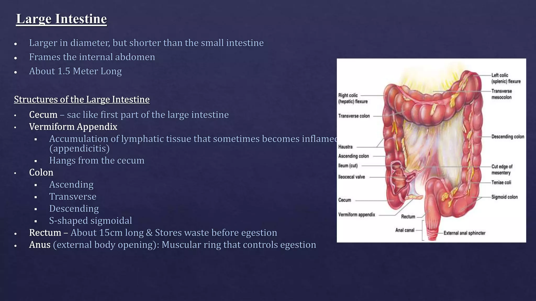 Barium Swallow, Barium Meal & Barium Meal Follow Through.pptx
