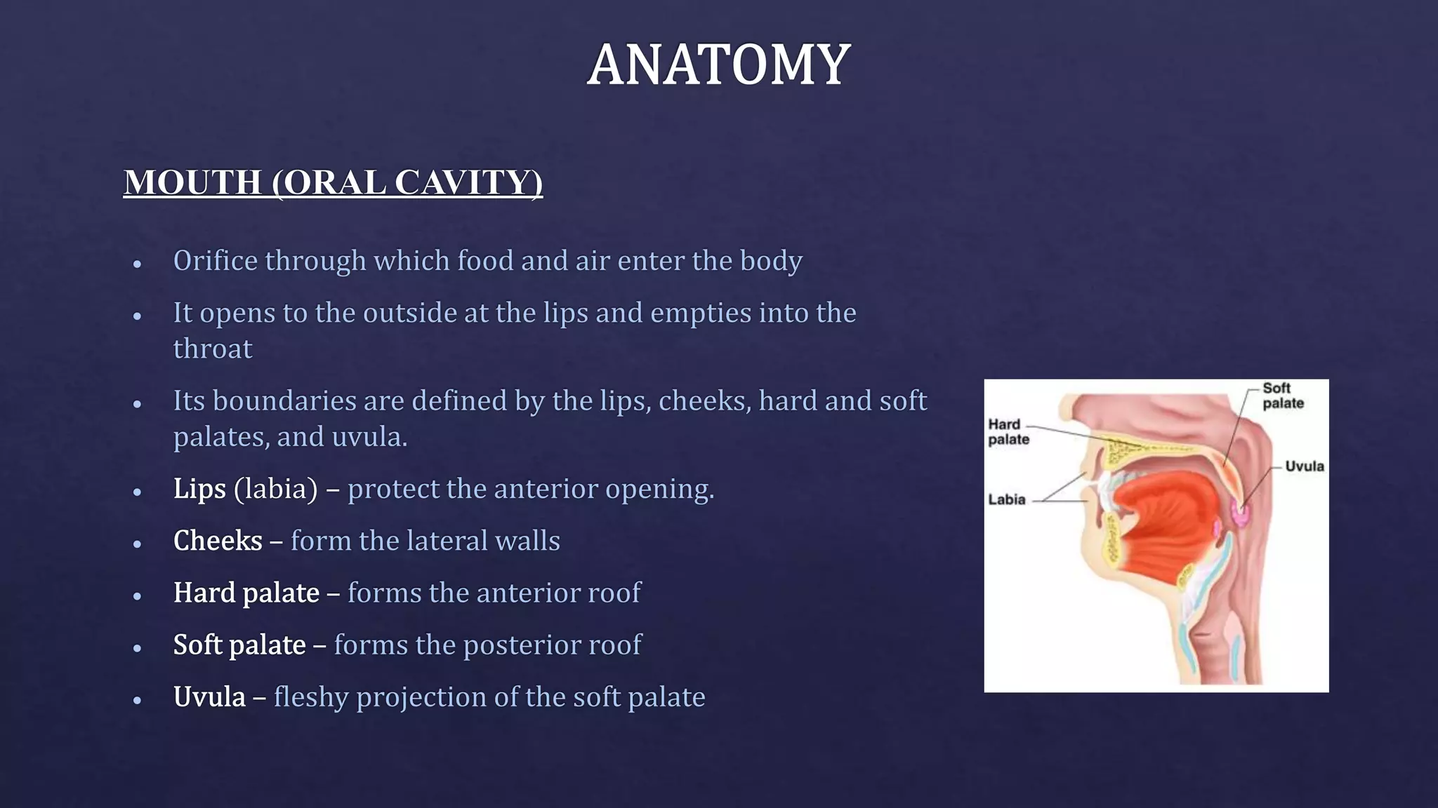 Barium Swallow, Barium Meal & Barium Meal Follow Through.pptx
