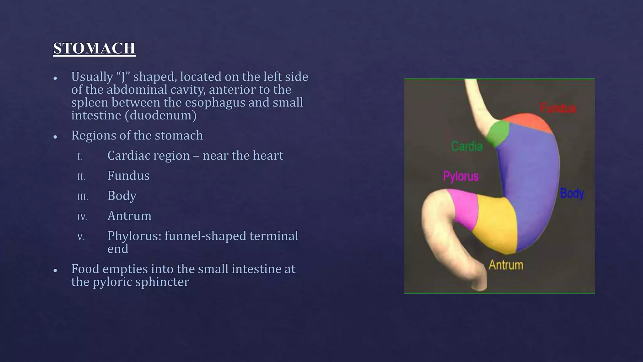 Barium Swallow, Barium Meal & Barium Meal Follow Through.pptx