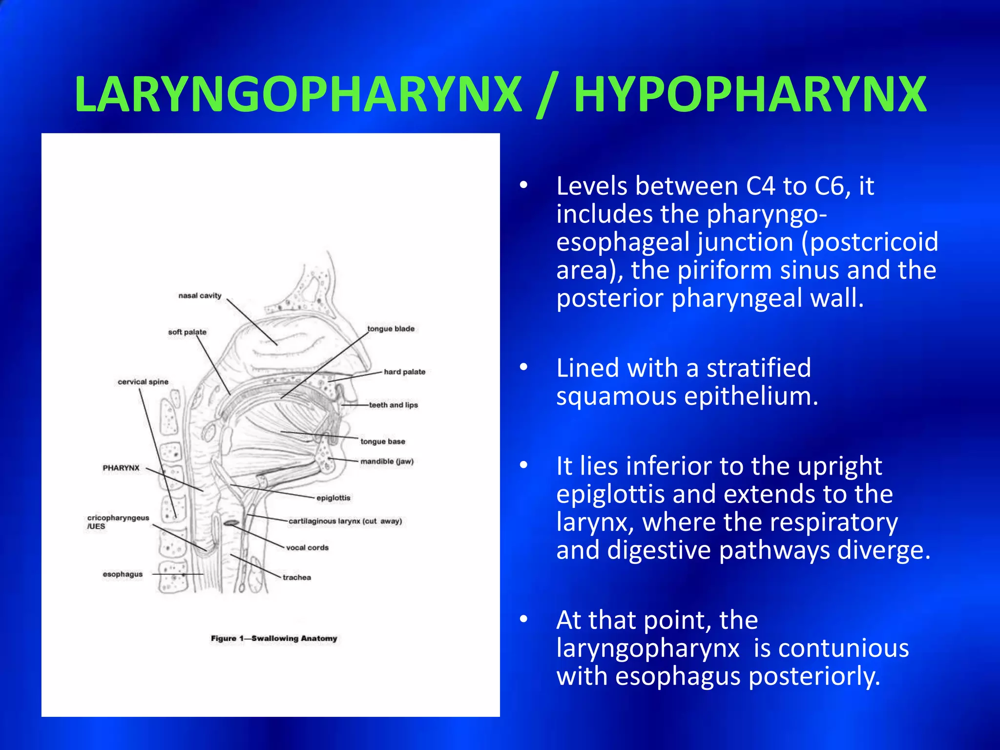 Barium Swallow Presentation | PPTX