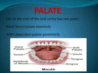 Bariya Jaimin ( Bony palate) (grp No-93).pptx