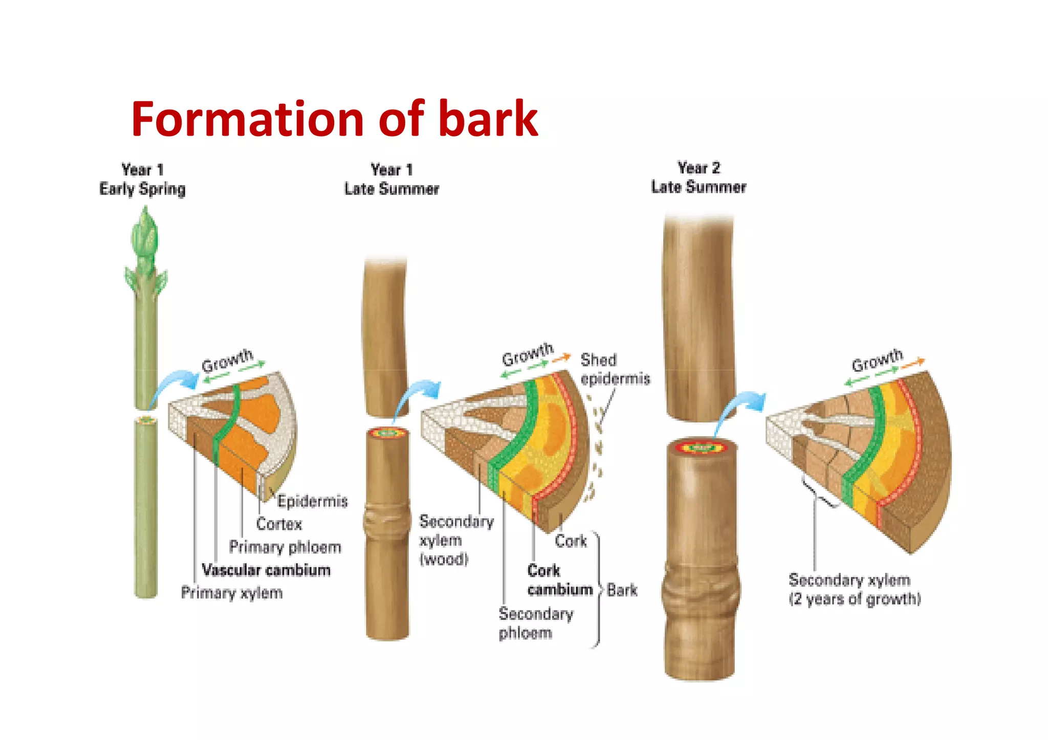 Bark | PDF