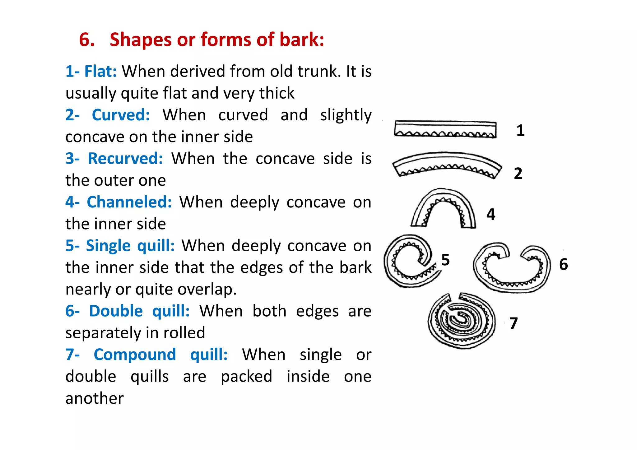 Bark | PDF