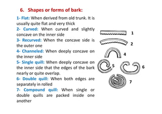 Bark | PDF
