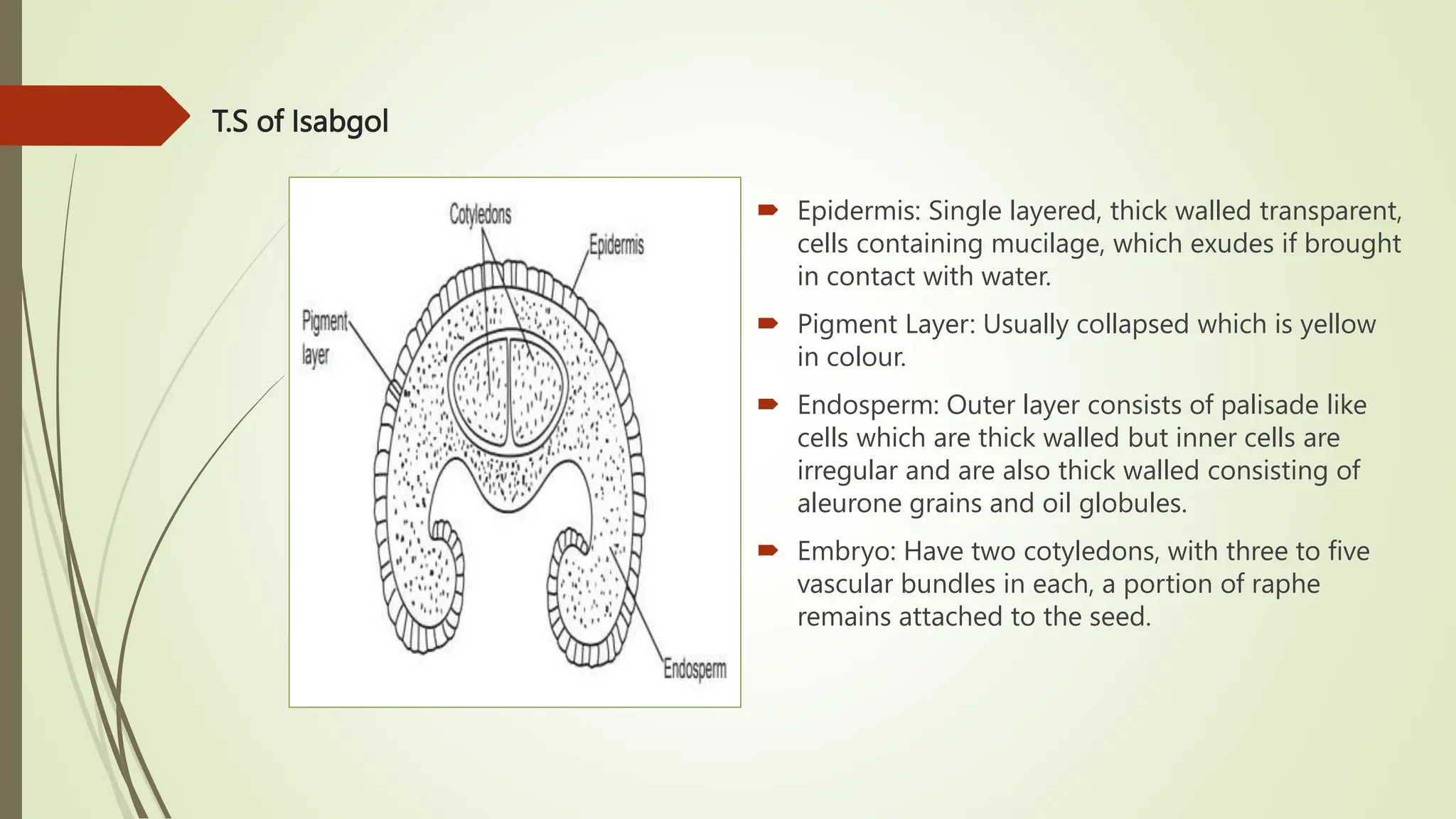 Transverse Section Bark and Seed ( Cinchona, Cinnamon,Isapgol,Nux ...