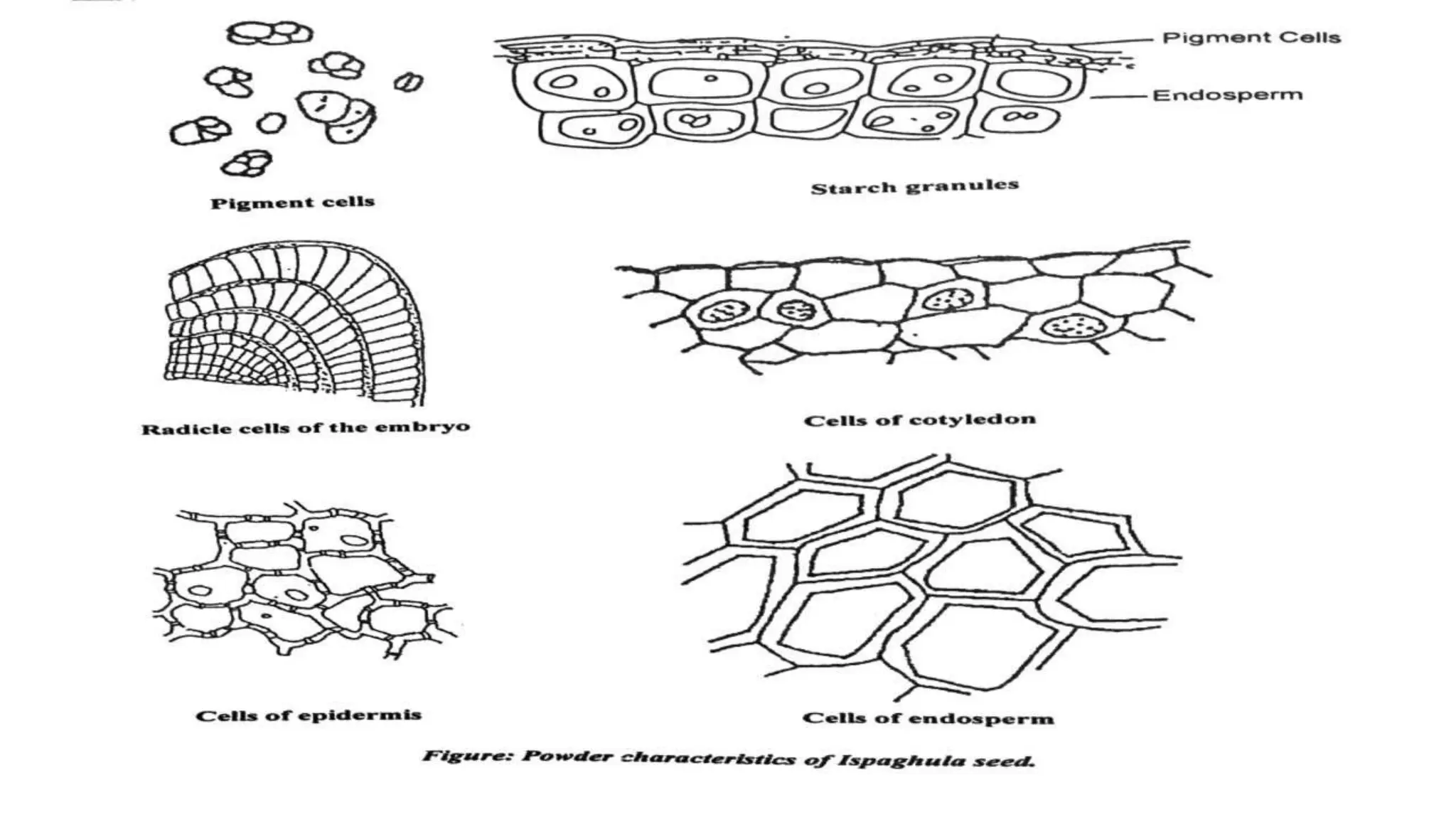 Transverse Section Bark and Seed ( Cinchona, Cinnamon,Isapgol,Nux ...