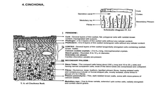 Transverse Section Bark and Seed ( Cinchona, Cinnamon,Isapgol,Nux ...