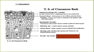 Transverse Section Bark and Seed ( Cinchona, Cinnamon,Isapgol,Nux ...