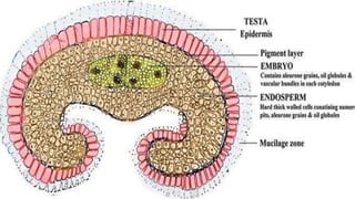 Cultivation, Collection and T.S , Powder Character of Bark and Seed ...