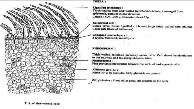 Cultivation, Collection and T.S , Powder Character of Bark and Seed ...