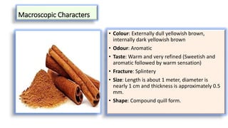 Cultivation, Collection and T.S , Powder Character of Bark and Seed ...