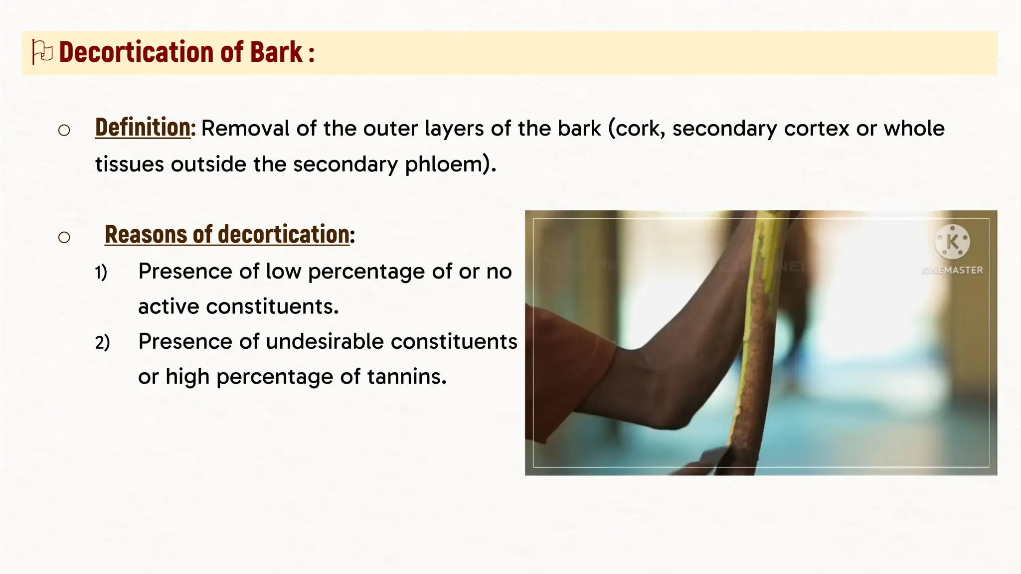 Bark: Introduction - Cinchona, Cinnamon & Cassia | PDF