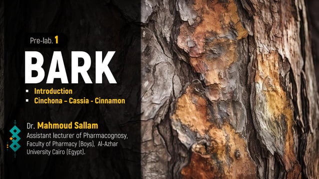 Bark: Introduction - Cinchona, Cinnamon & Cassia | PDF
