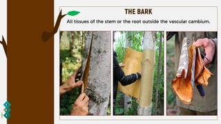 Bark: Introduction - Cinchona, Cinnamon & Cassia | PDF