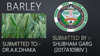 Barley Crop production | PPTX