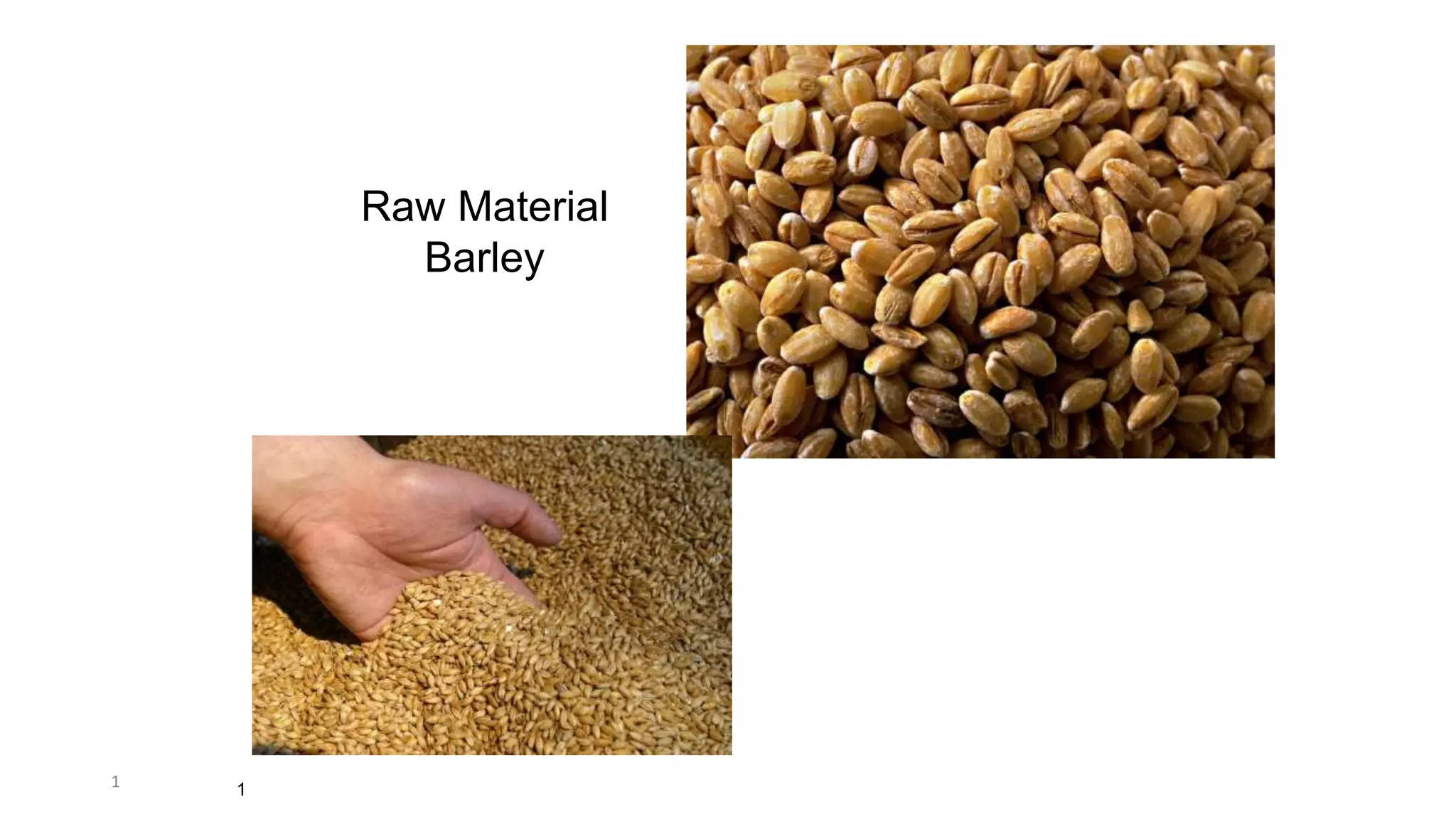 Barley.pptx