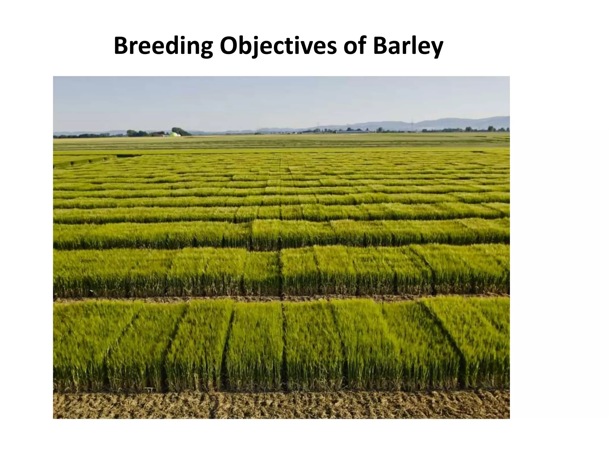 Barley.pptx