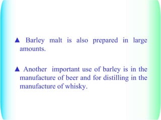 Barley.ppt