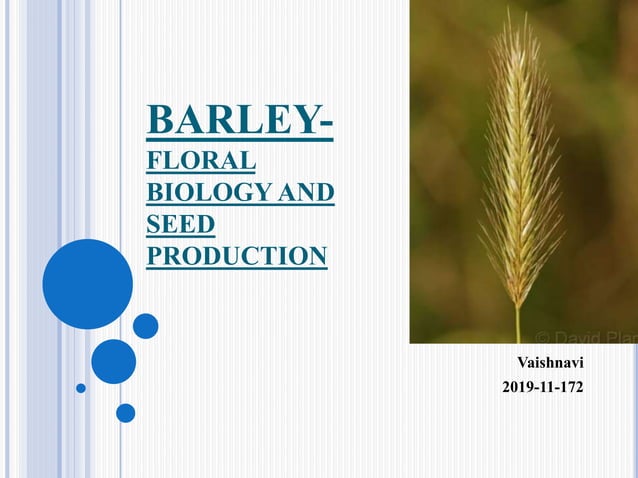 Barley floral biology and seed production | PPTX | Agriculture | Industries