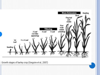 Barley floral biology and seed production | PPTX