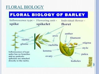 Barley floral biology and seed production | PPTX
