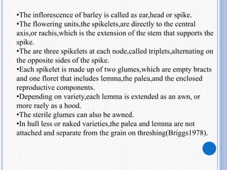Barley floral biology and seed production | PPTX