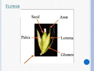 Barley floral biology and seed production | PPTX | Agriculture | Industries
