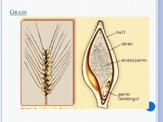 Barley floral biology and seed production | PPTX