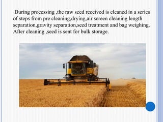 Barley floral biology and seed production | PPTX | Agriculture | Industries