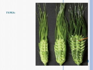 Barley floral biology and seed production | PPTX | Agriculture | Industries