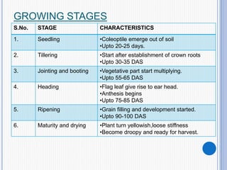 Barley floral biology and seed production | PPTX | Agriculture | Industries
