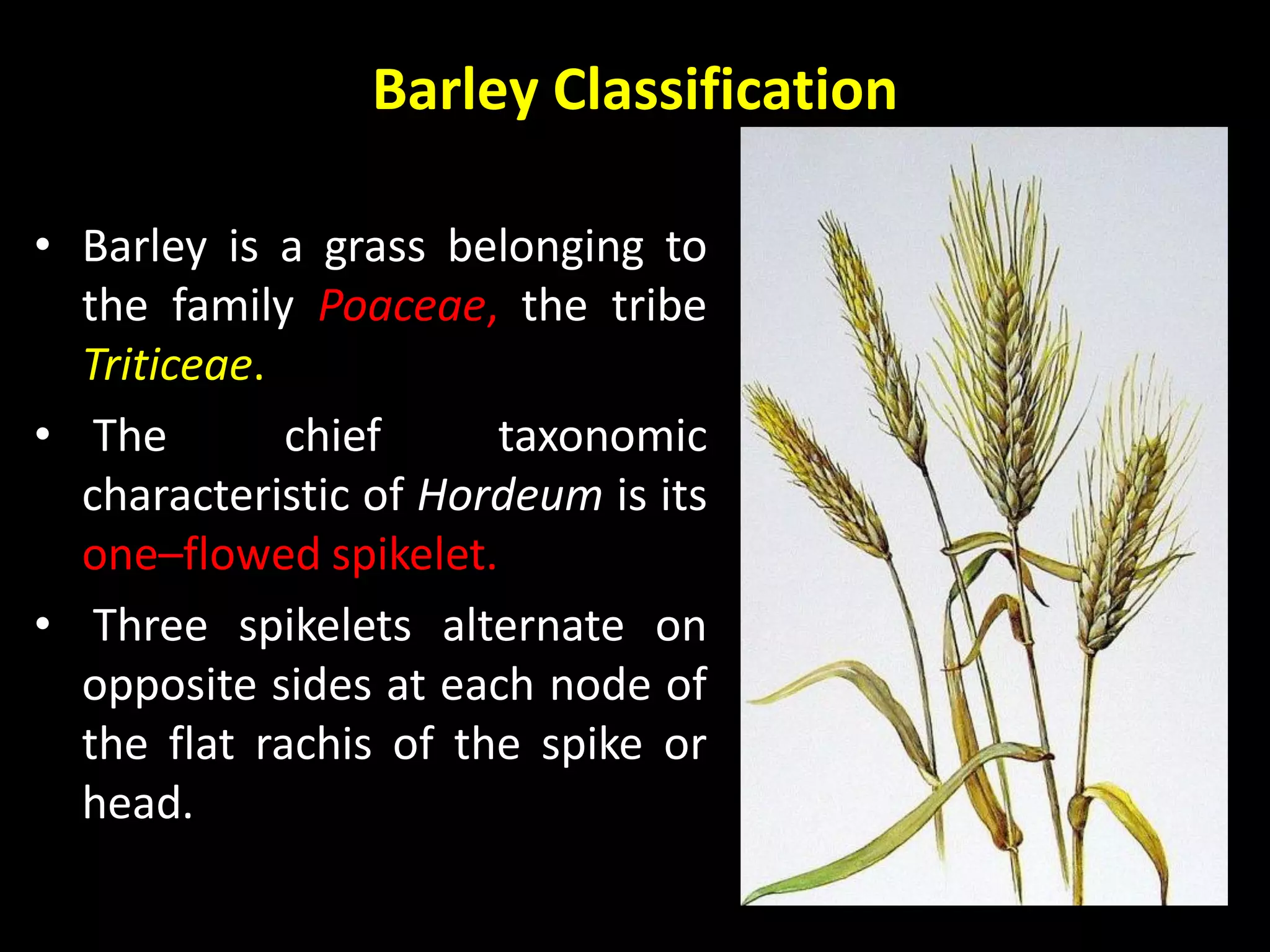 Barley classification, malting and processing | PDF