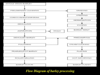 Barley classification, malting and processing | PDF