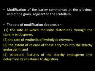 Barley classification, malting and processing | PDF