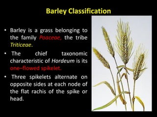 Barley classification, malting and processing | PDF | Gardening | Home ...
