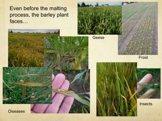 Barley Matters-Presentation | PPTX