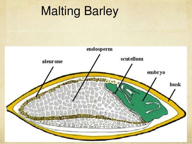 Barley Matters-Presentation