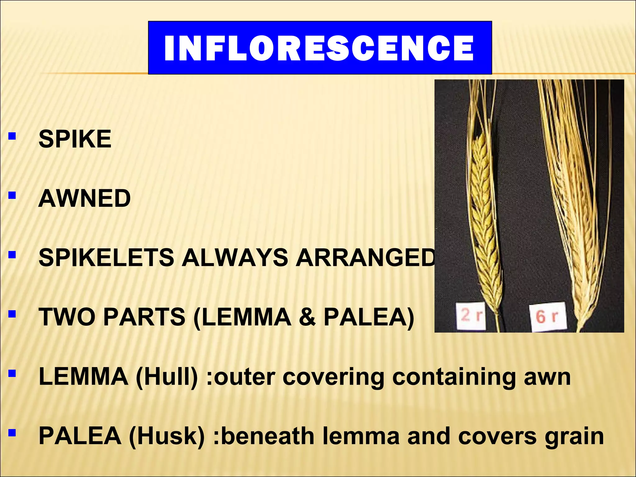 Barley (presentation) | PPT