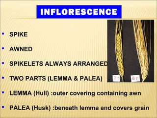 Barley (presentation) | PPT